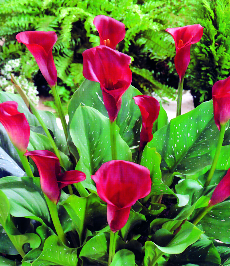 Calla Majestic Red 62109 - Statua - kataloška prodaja