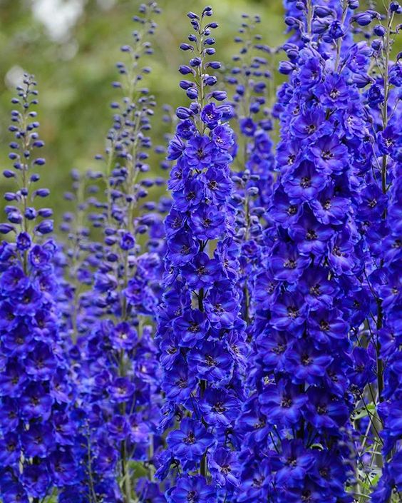 Delphinium Faust P672-1 sadnica - kataloška prodaja