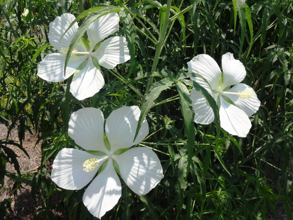 Hibiscus coccineus alba sadnica 40cm - kataloška prodaja