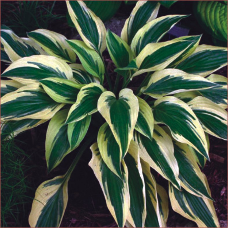 Hosta Lakeside Dragonfly P00622 - kataloška prodaja