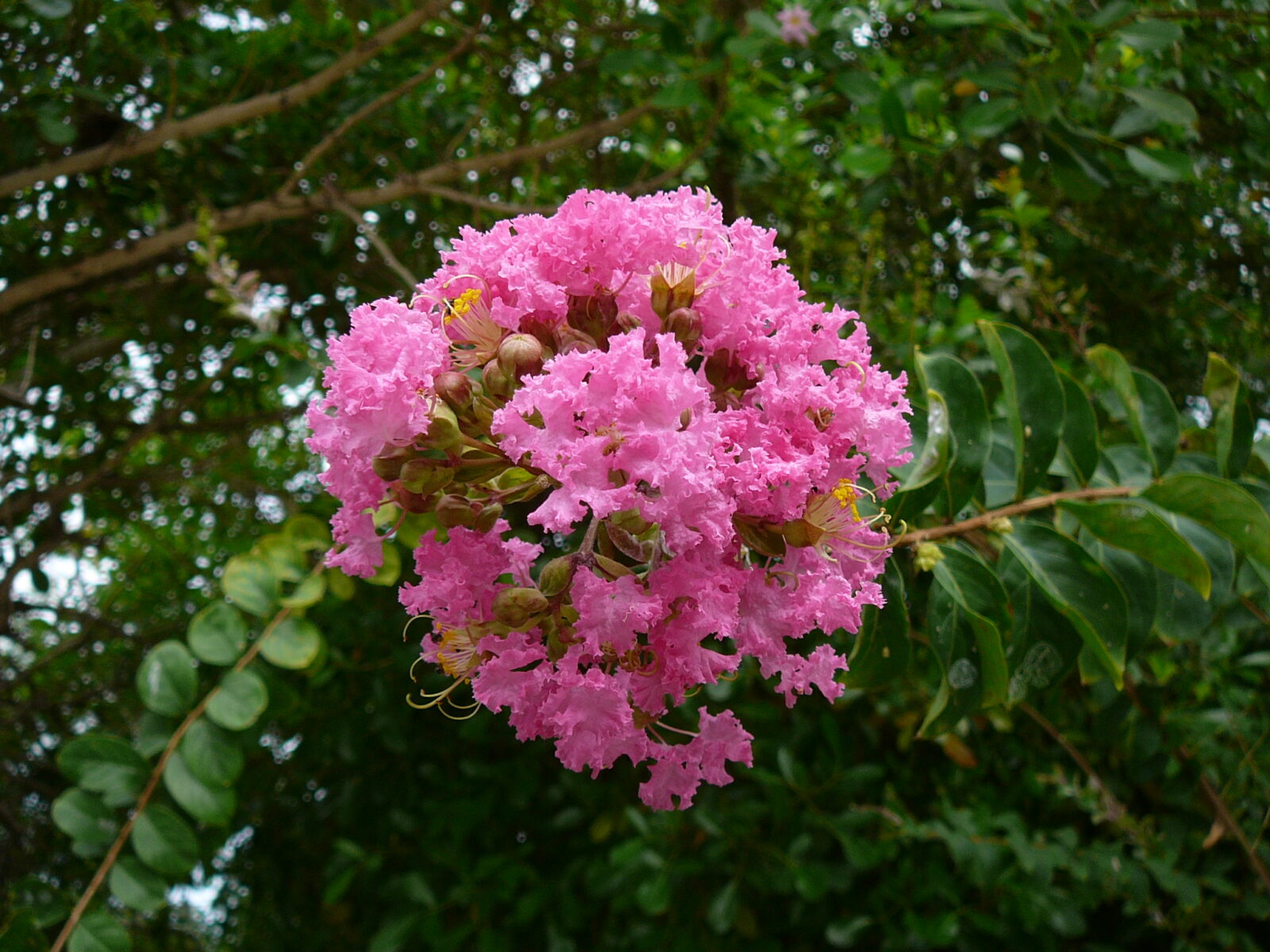 Lagerstroemia Pink-Indijski jorgovan 20-30cm - kataloška prodaja