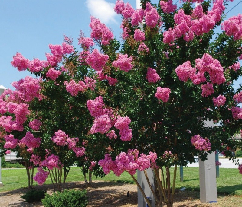 Lagerstroemia Pink-Indijski jorgovan 20-30cm - kataloška prodaja