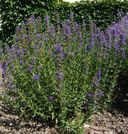 Miloduh-Izop-0,5 gr 56422 - kataloška prodaja