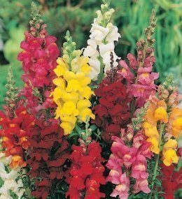 Zevalica mix 0,65gr (oko 4,500 sem) - kataloška prodaja