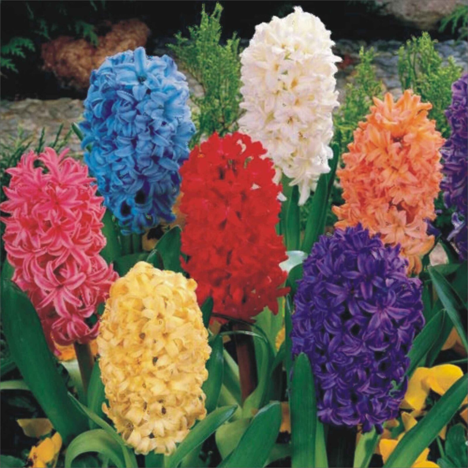 Zumbul mix-10 lukovica - kataloška prodaja