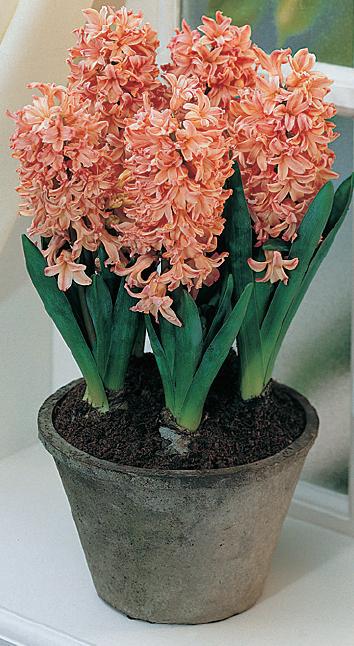 Zumbul mix-10 lukovica - kataloška prodaja